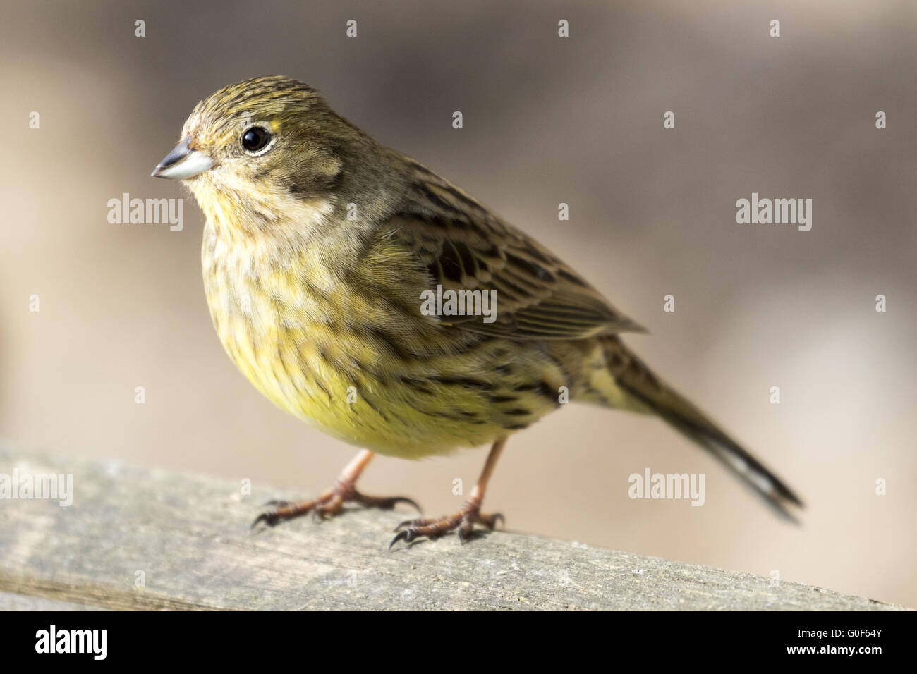 Female yellowhammer hi-res stock photography and images - Alamy