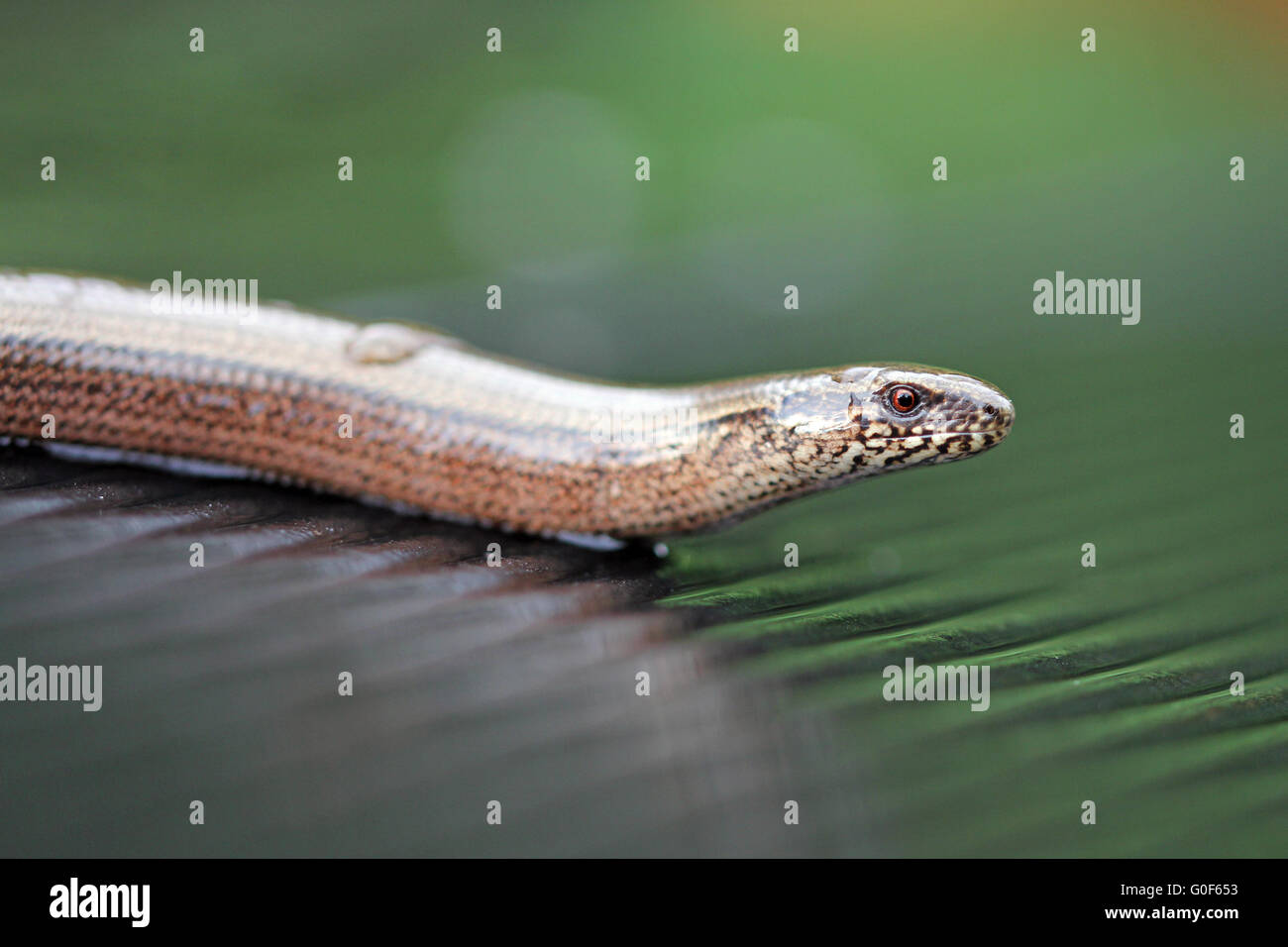 Wet lizard hi-res stock photography and images - Alamy