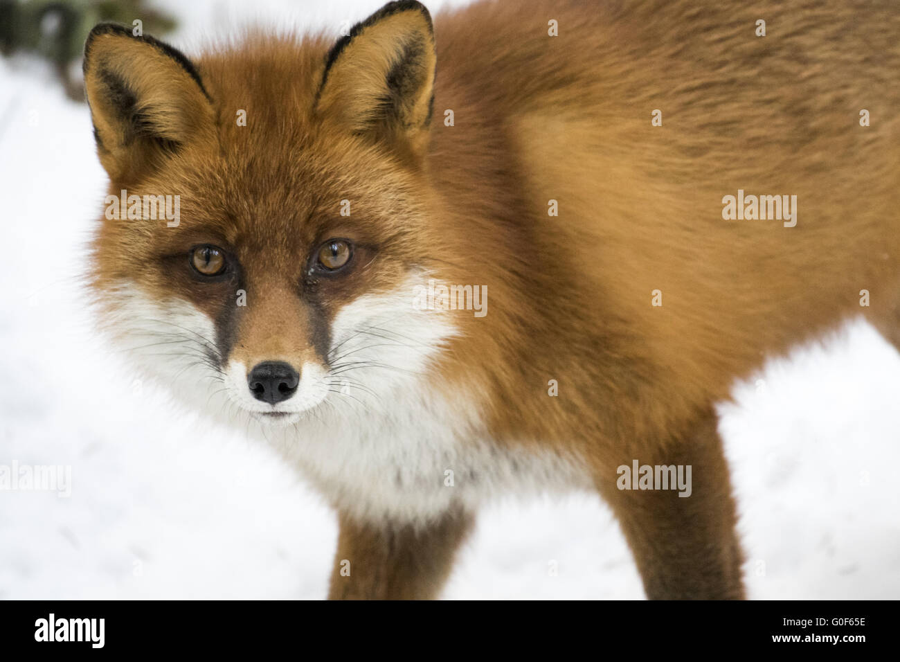 Fox head side hi-res stock photography and images - Alamy