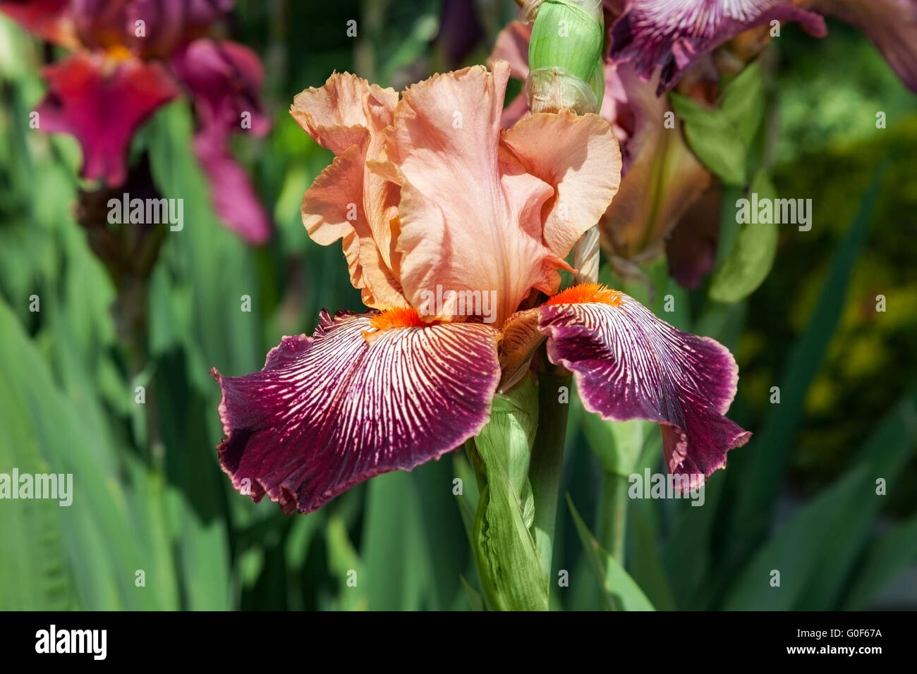 Yellow maroon iris flower hi-res stock photography and images - Alamy