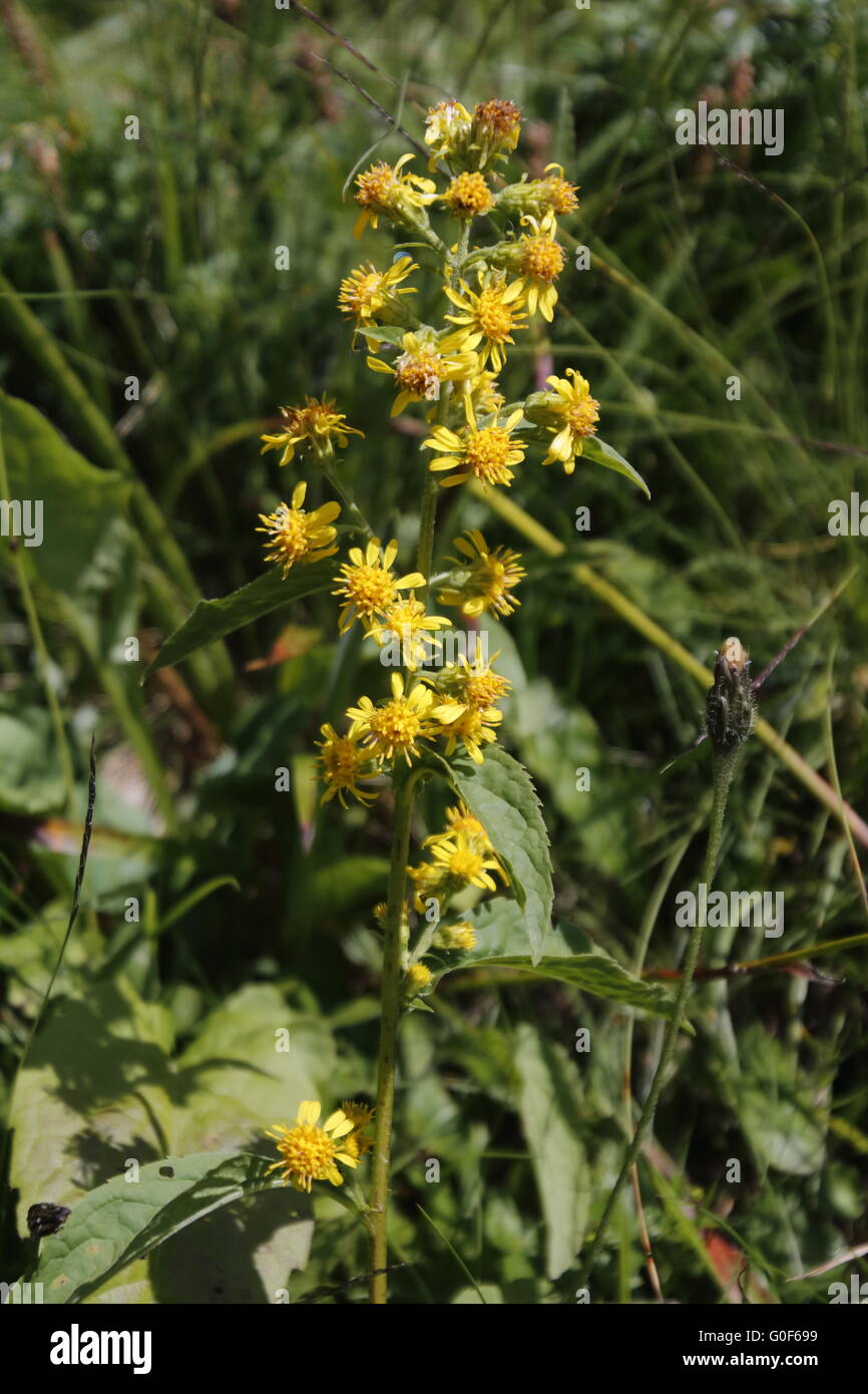 Goldenrod plants hi-res stock photography and images - Alamy