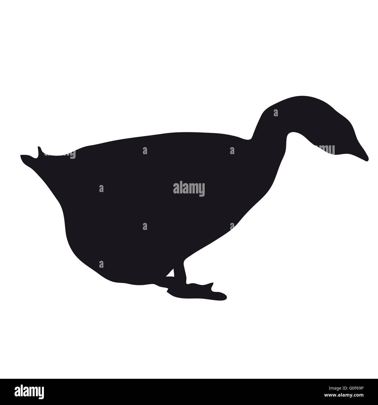 Long neck goose Cut Out Stock Images & Pictures - Alamy