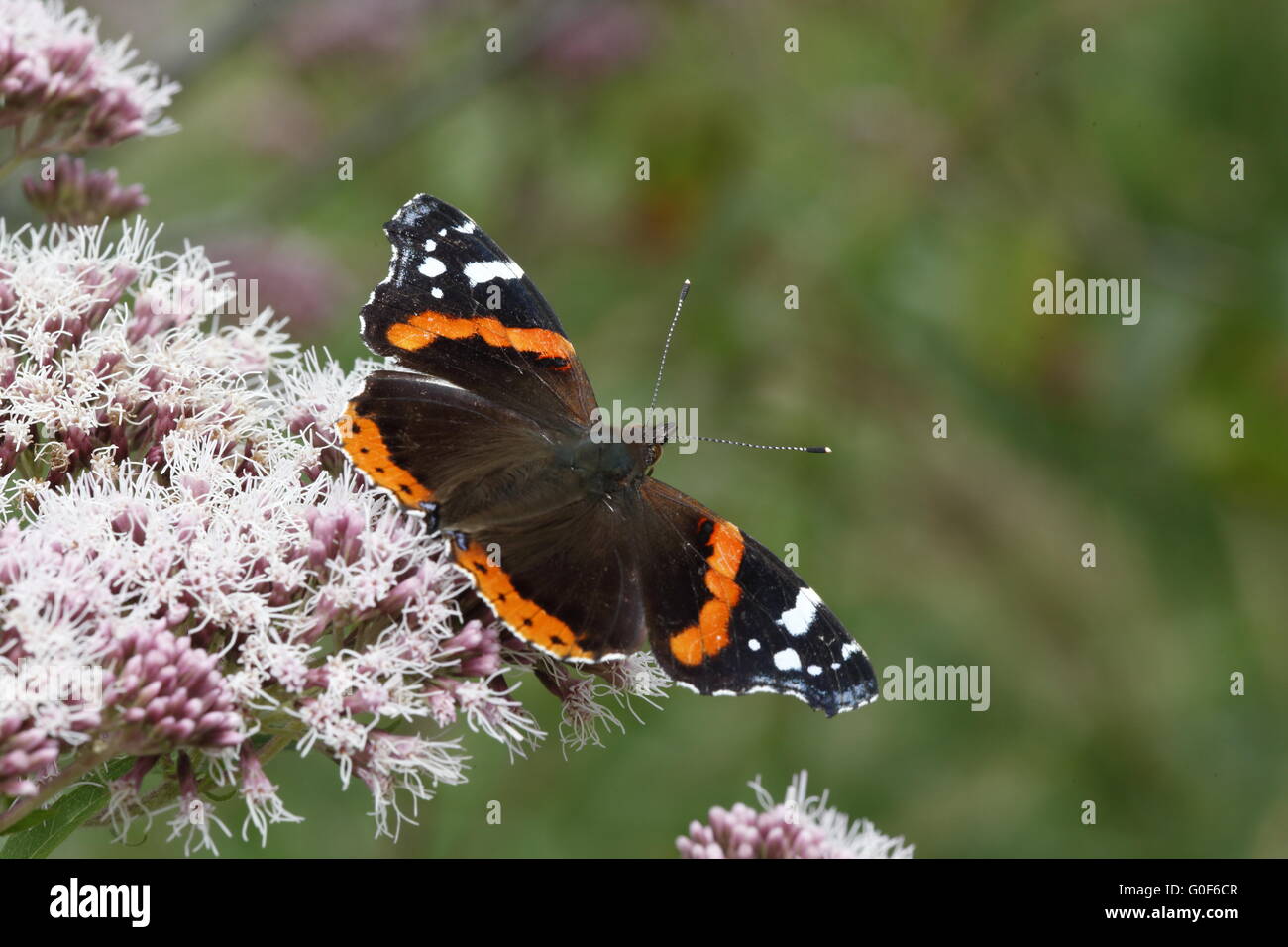 German butterflies hi-res stock photography and images - Alamy