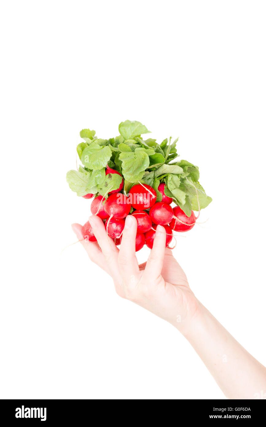 Red radish isolated on white in human hand Stock Photo - Alamy