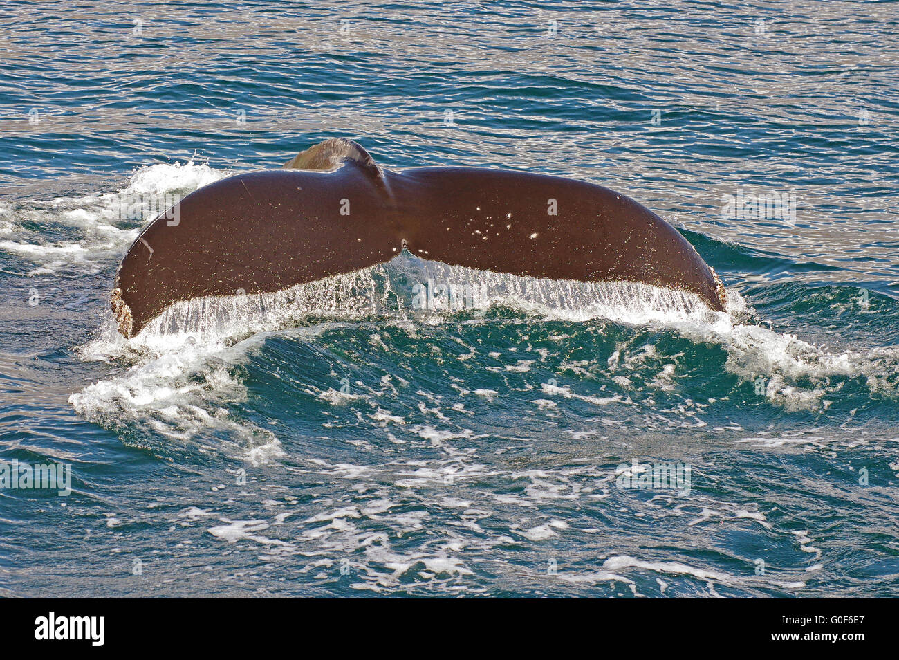 Animalia animals hi-res stock photography and images - Alamy