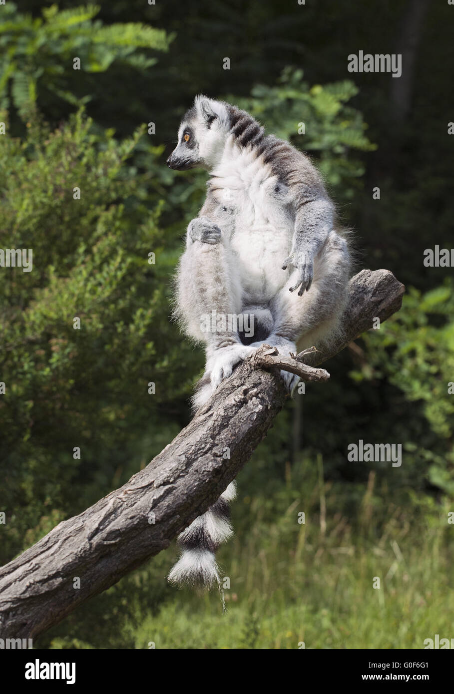 Lemur sitting on a branch in a zoo Stock Photo - Alamy