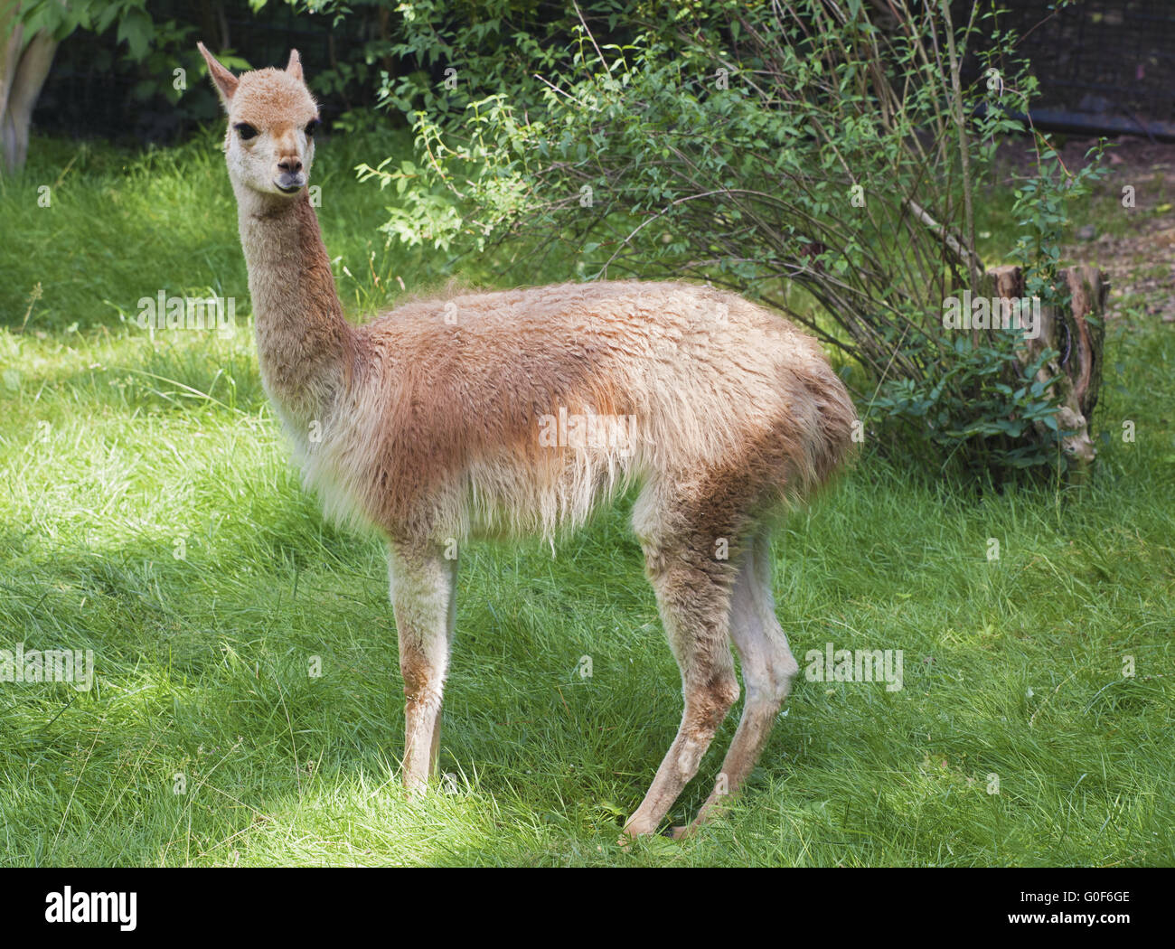 Young guanaco in profile in a zoo Stock Photo - Alamy