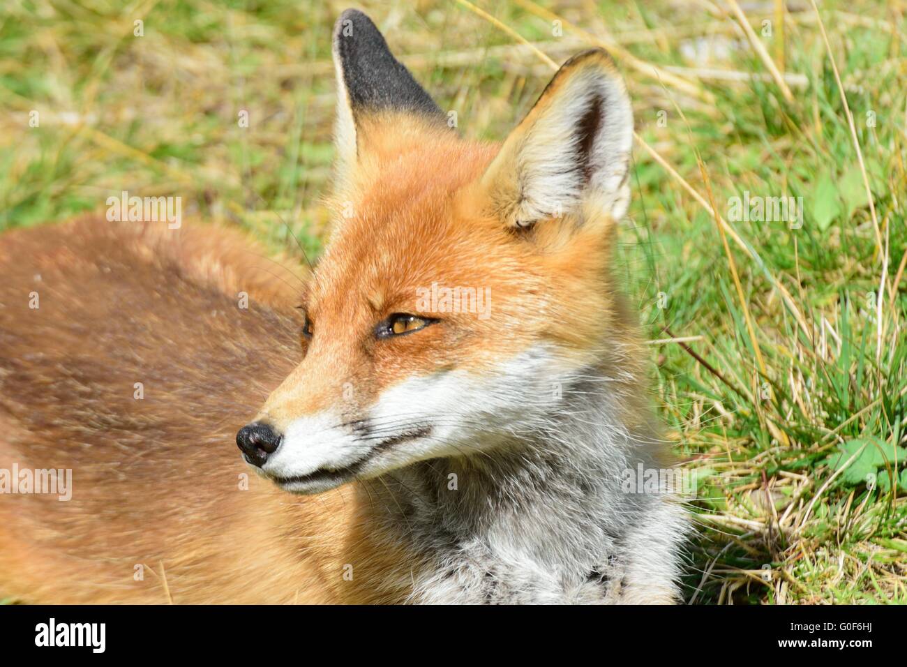 Portrait of European Fox Stock Photo - Alamy