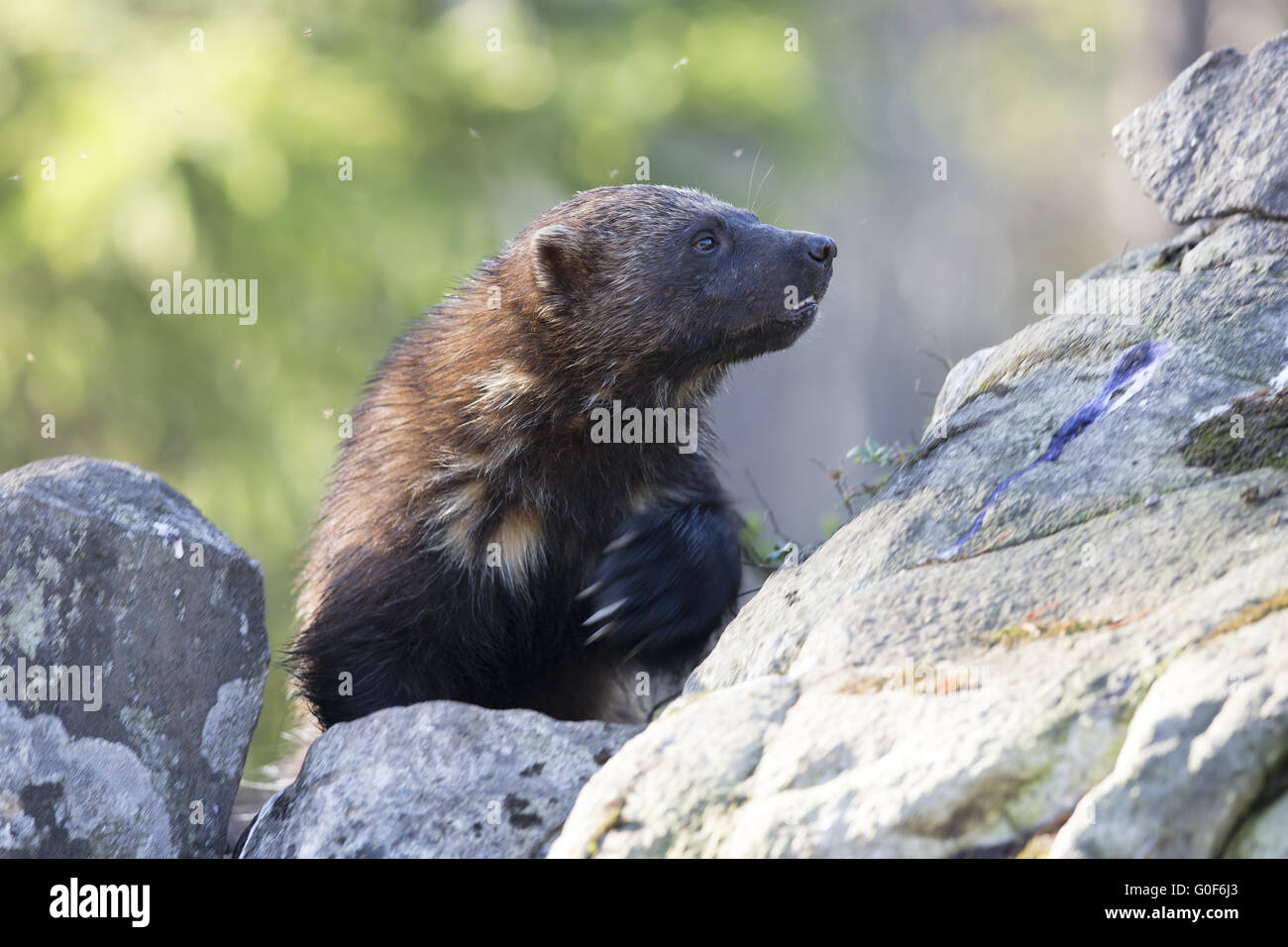 wolverine between rocks Stock Photo - Alamy