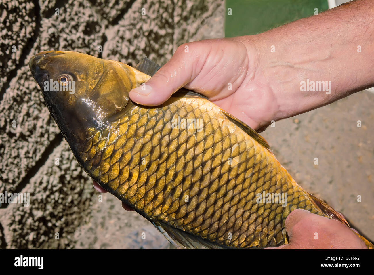 The caught catch of fish in hands at the fisherman Stock Photo - Alamy