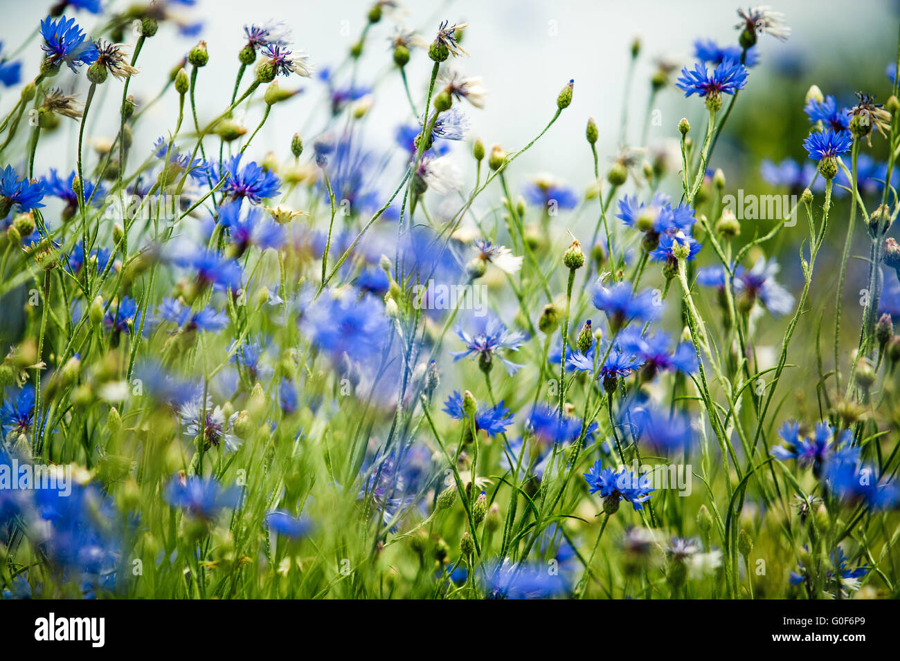 Field of Corn Flowers Stock Photo - Alamy