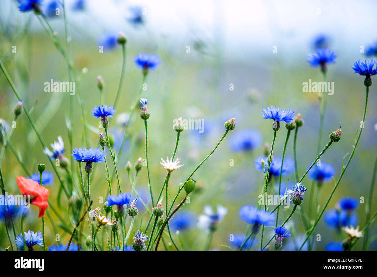Field floral hi-res stock photography and images - Alamy