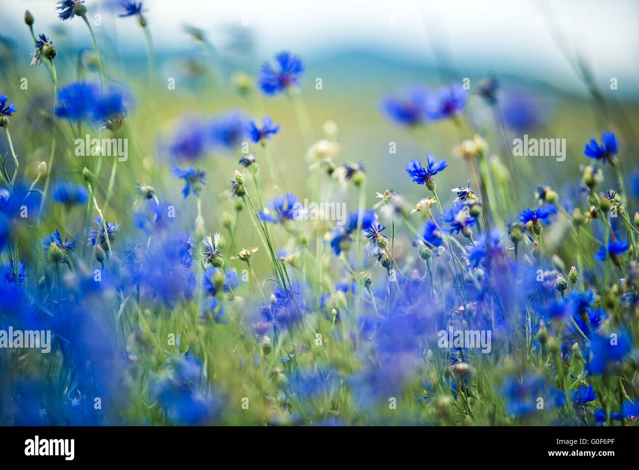 Field of Corn Flowers Stock Photo - Alamy