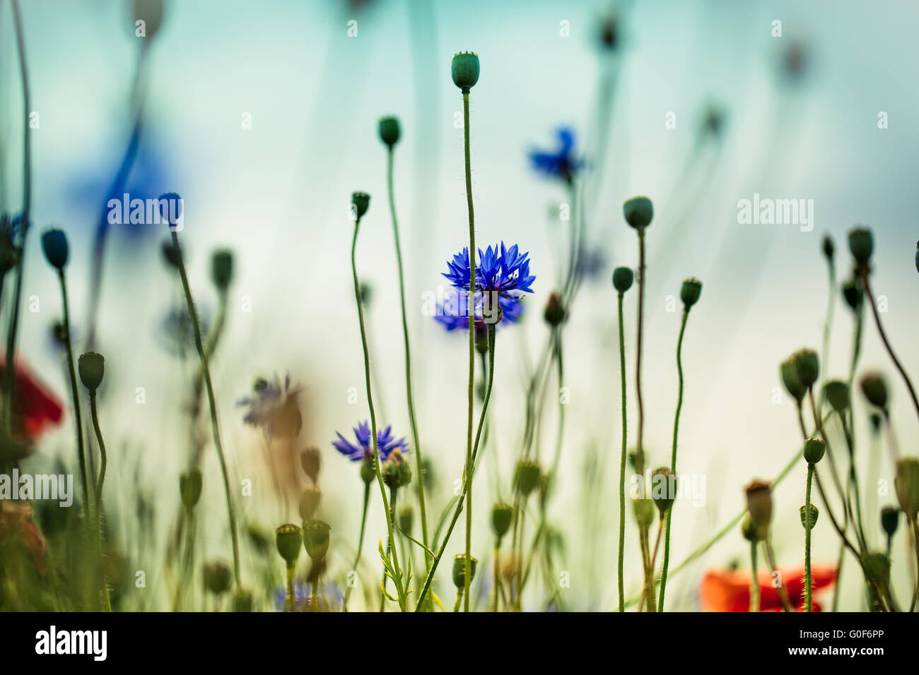 Field of Corn Flowers Stock Photo - Alamy