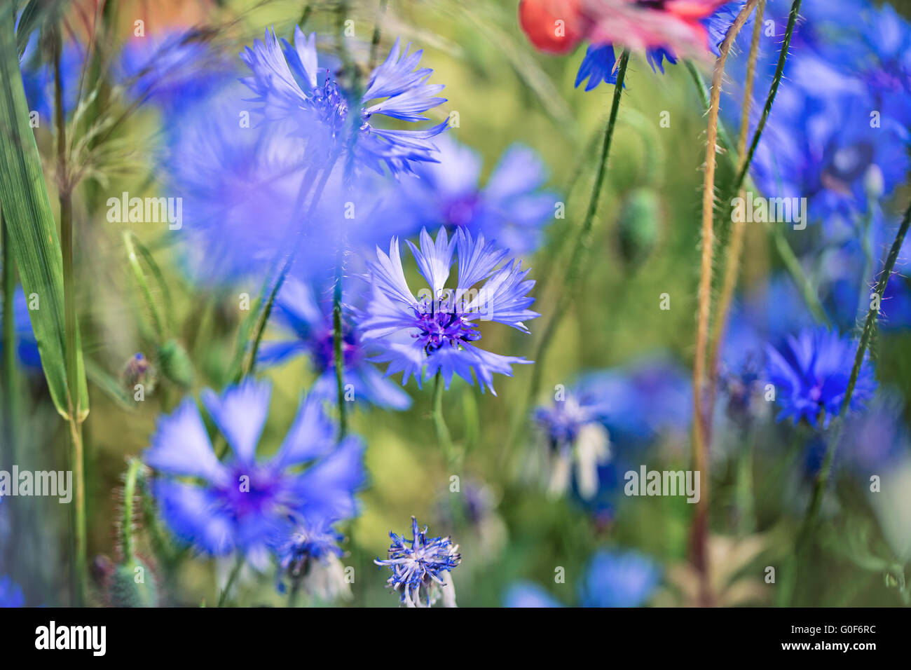 Field of Corn Flowers Stock Photo - Alamy