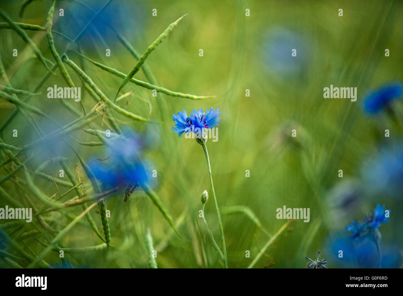 Field of Corn Flowers Stock Photo - Alamy