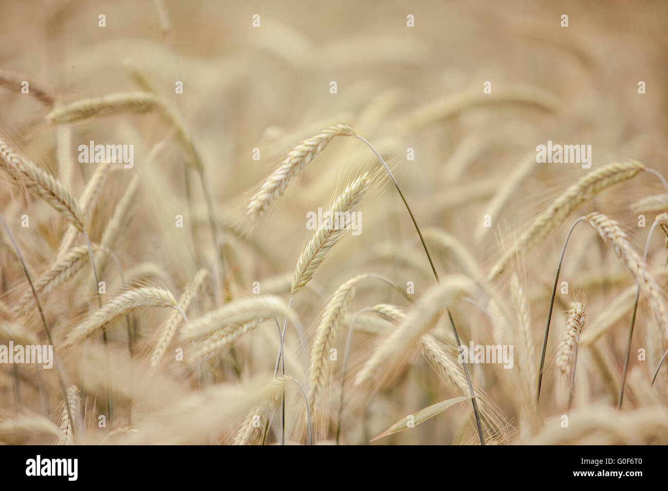 Gold of the wheat hi-res stock photography and images - Alamy