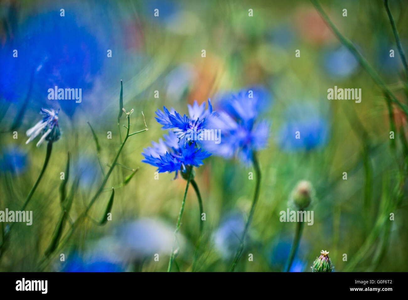 Field of Corn Flowers Stock Photo - Alamy