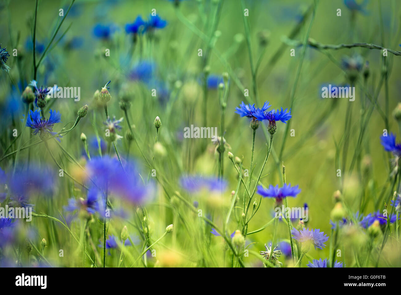 Field of Corn Flowers Stock Photo - Alamy