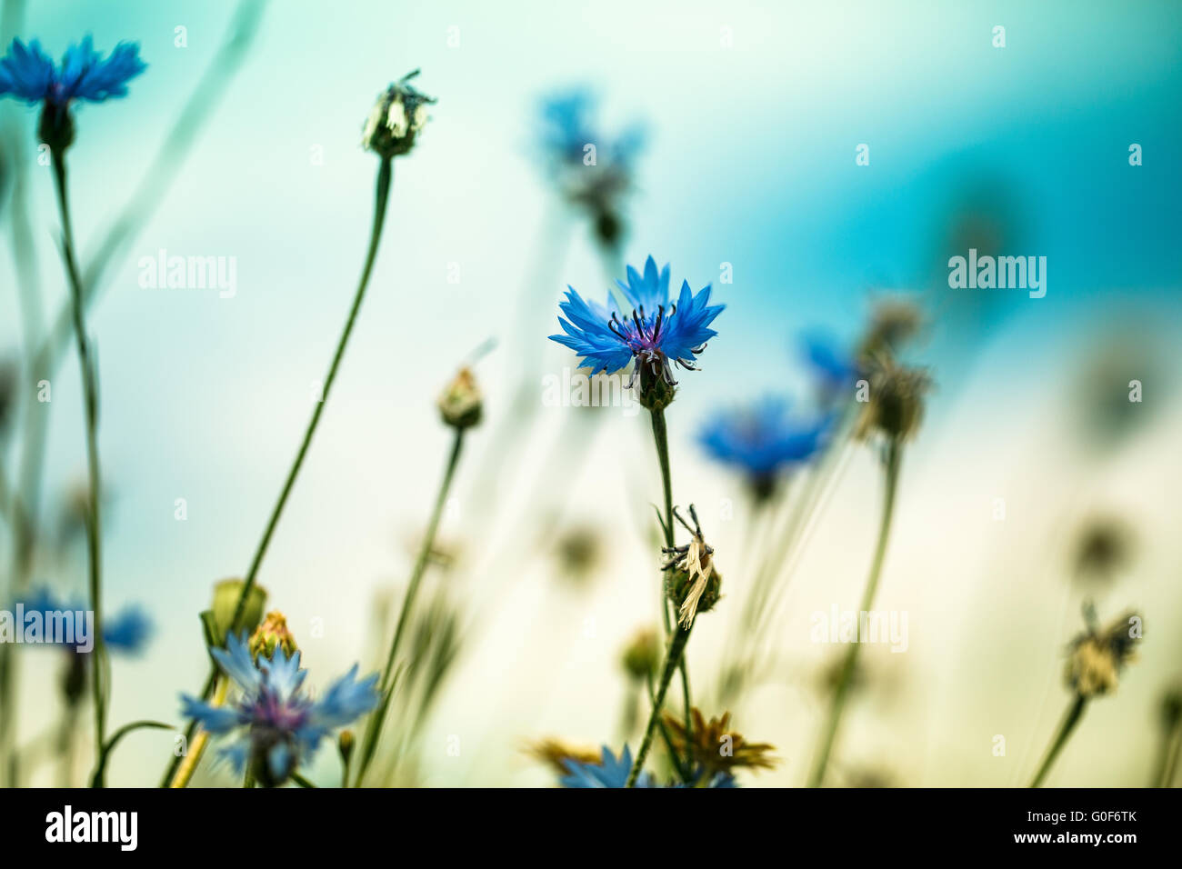 Field of Corn Flowers Stock Photo - Alamy