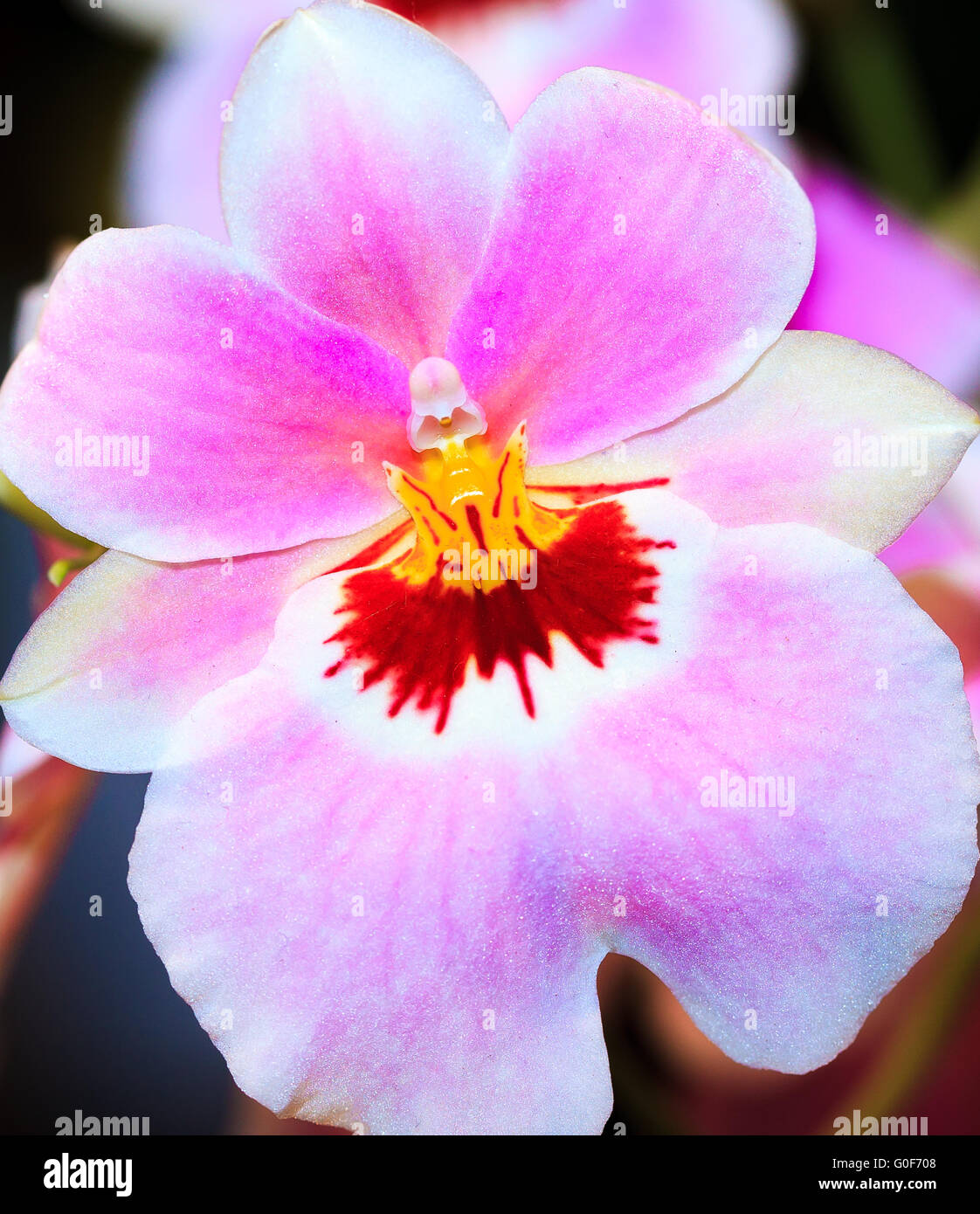 Miltonia flower hi-res stock photography and images - Alamy
