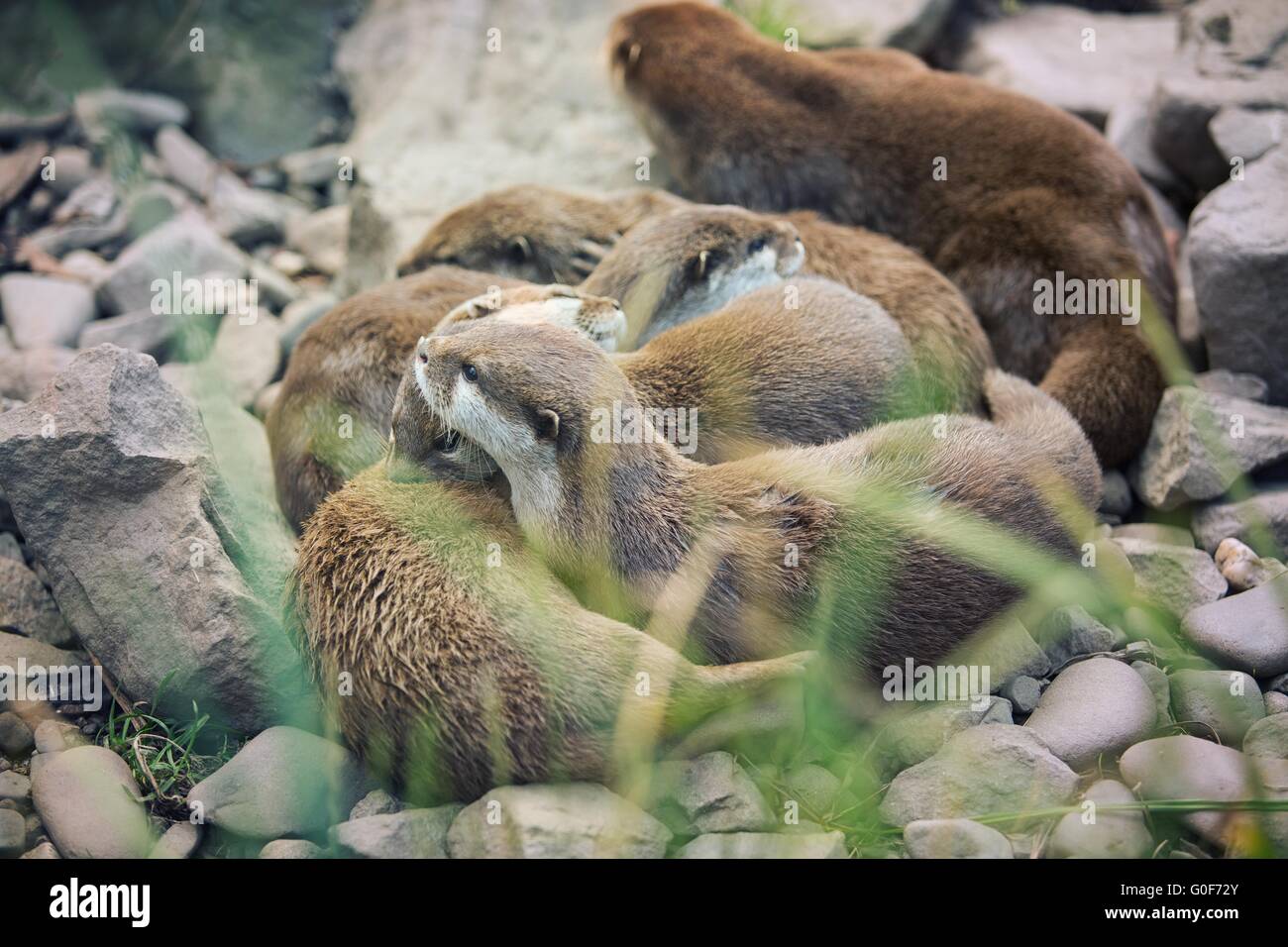 River otter cubs while resting - Lutra lutra Stock Photo - Alamy