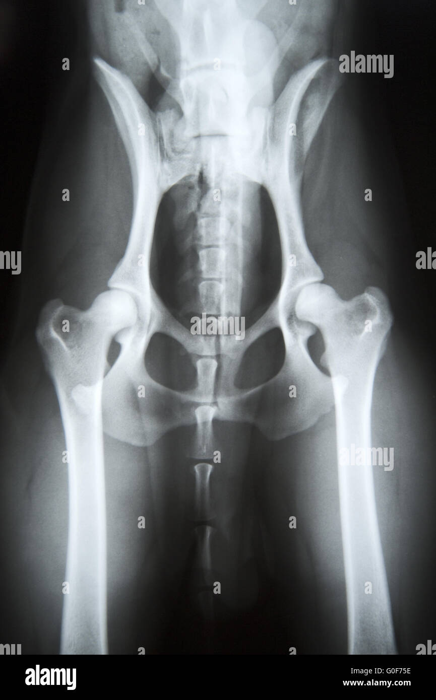X-ray image of a dog Stock Photo - Alamy
