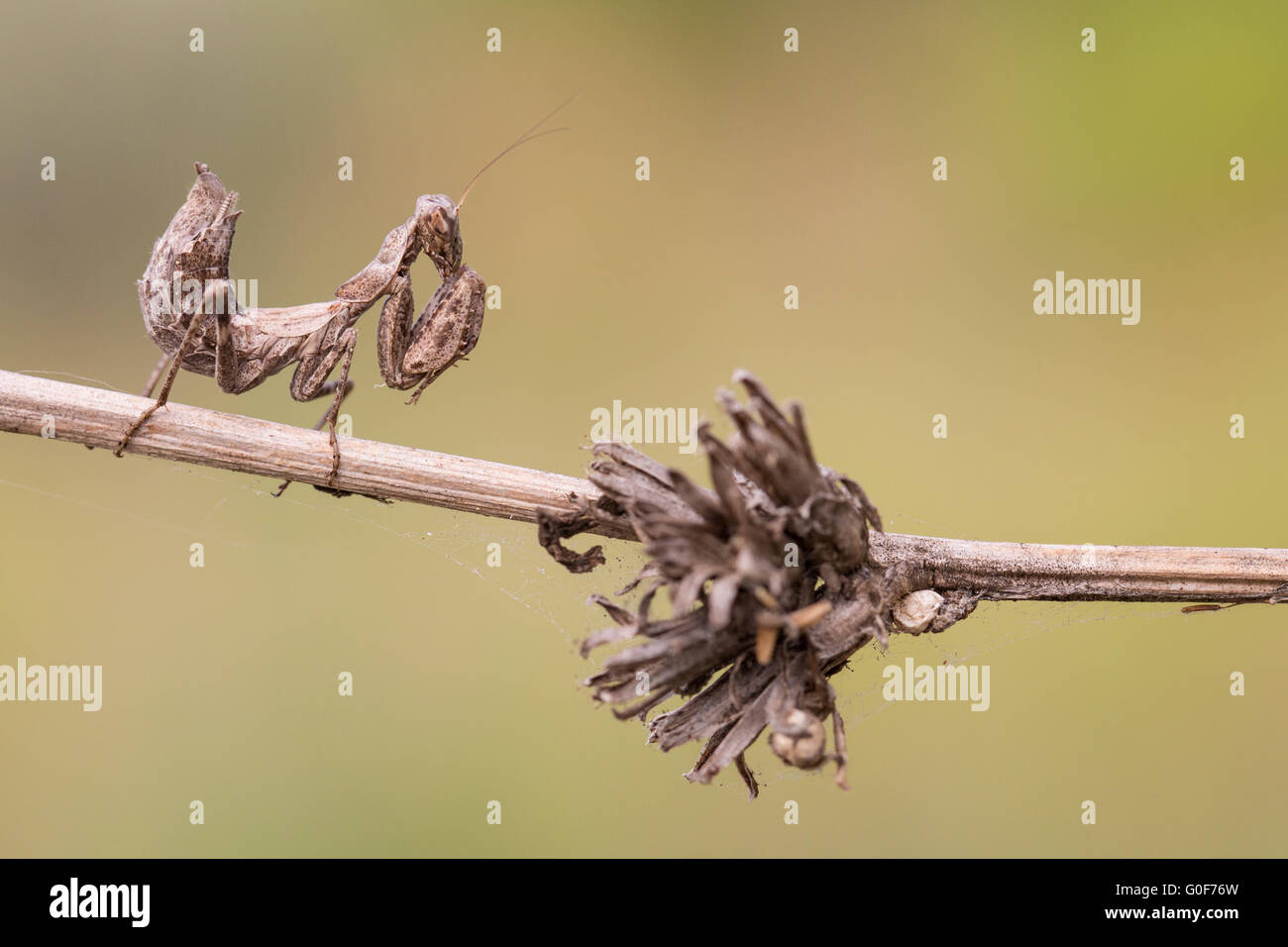 European dwarf mantis Stock Photo - Alamy