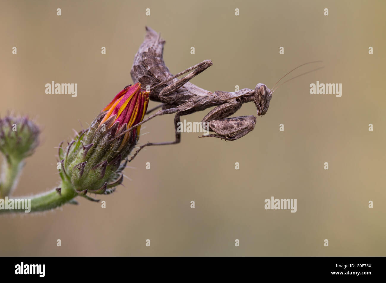 European dwarf mantis Stock Photo - Alamy