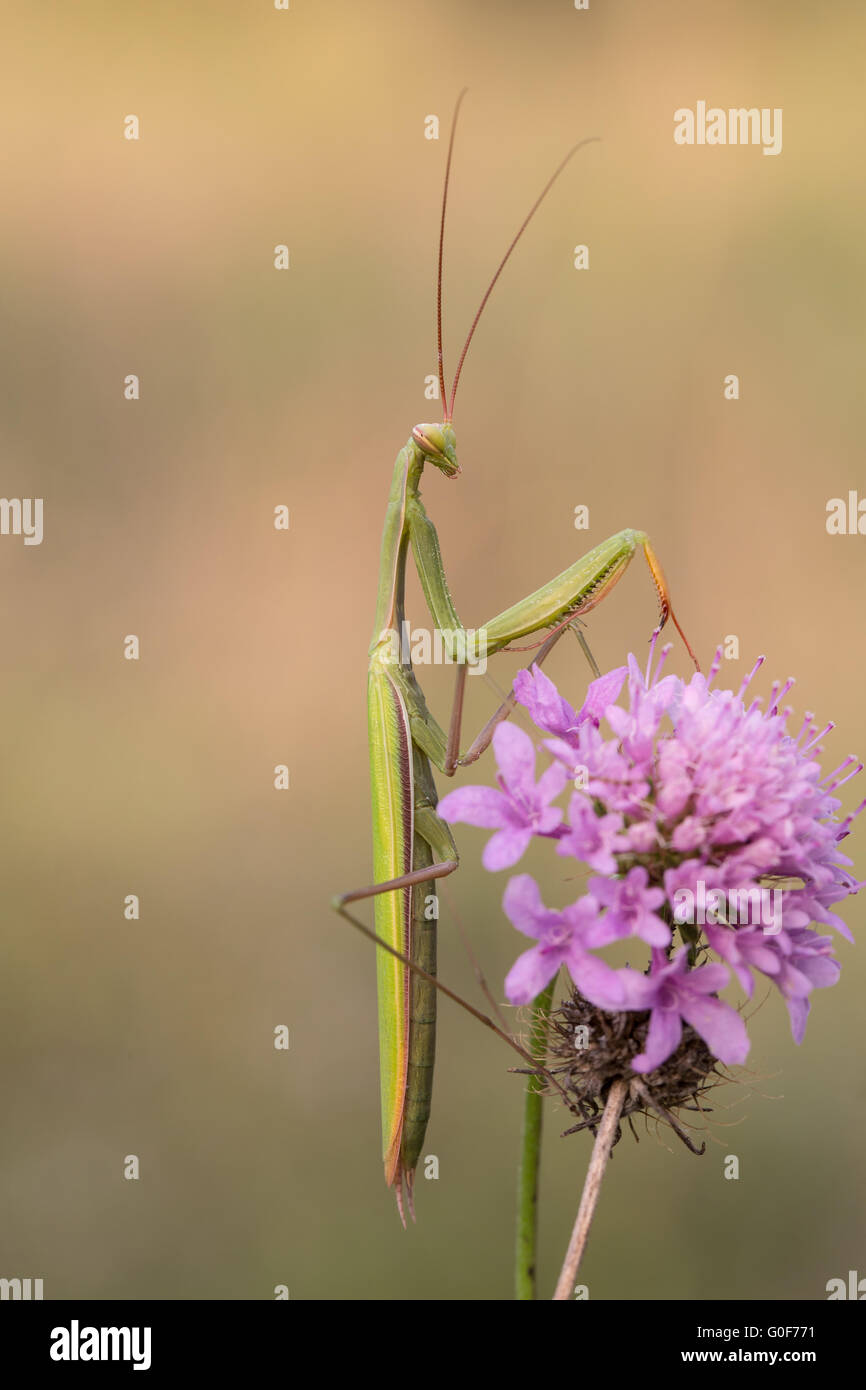 Mantis makro hi-res stock photography and images - Alamy