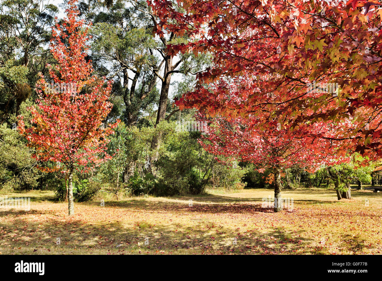 Red yellow autumn trees in nature park at Mount Wilson of Blue ...