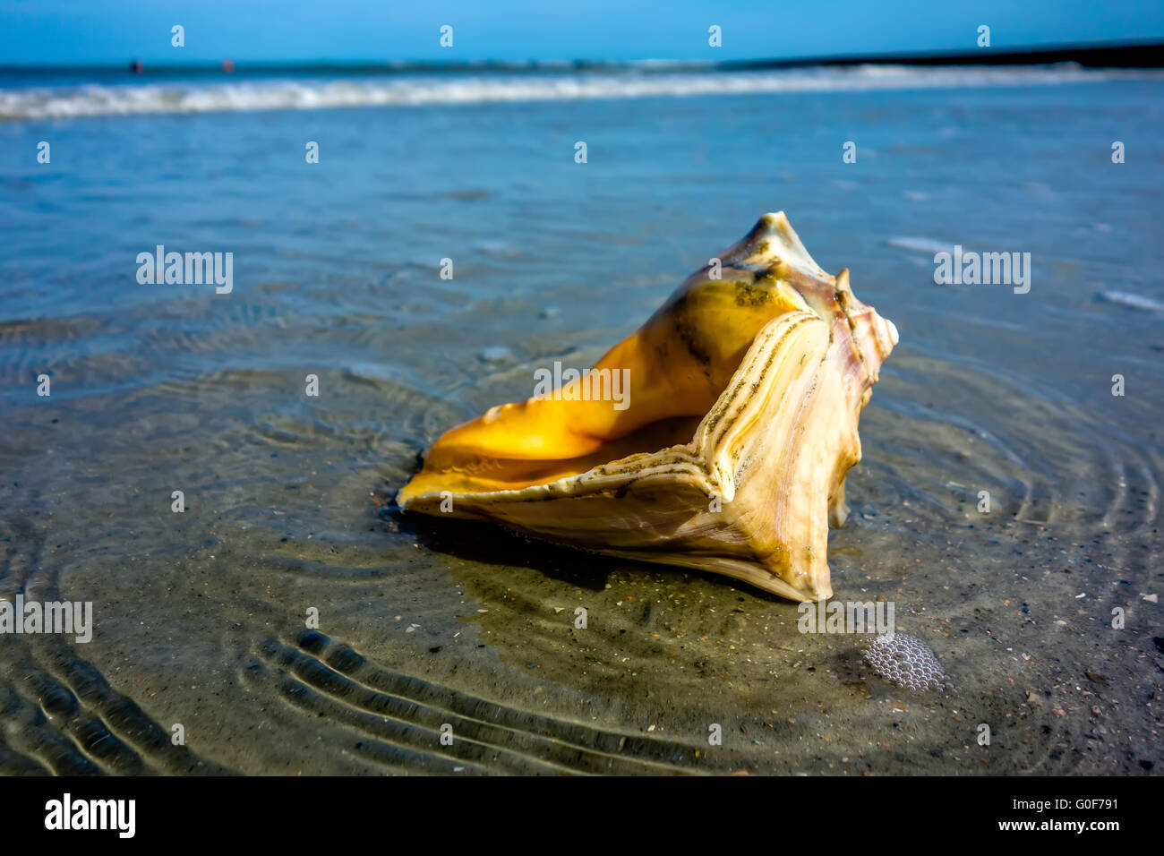 sea shell on a beach of atlantic ocean at sunset Stock Photo - Alamy