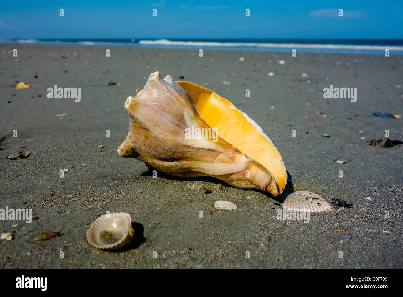 sea shell on a beach of atlantic ocean at sunset Stock Photo - Alamy