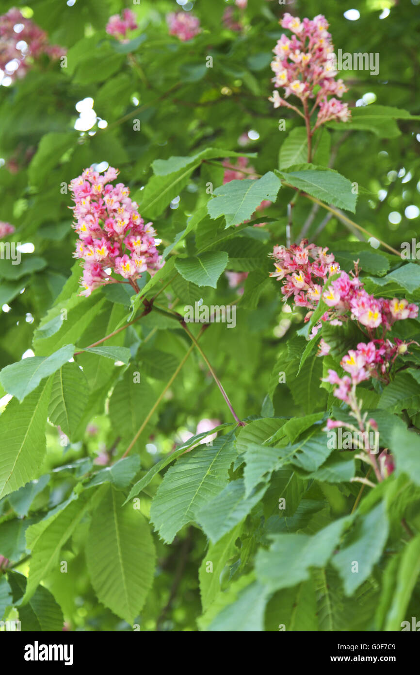 Chestnut tree flower hi-res stock photography and images - Alamy