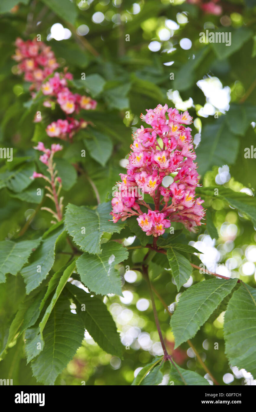 Chestnut tree flower in summer Stock Photo - Alamy