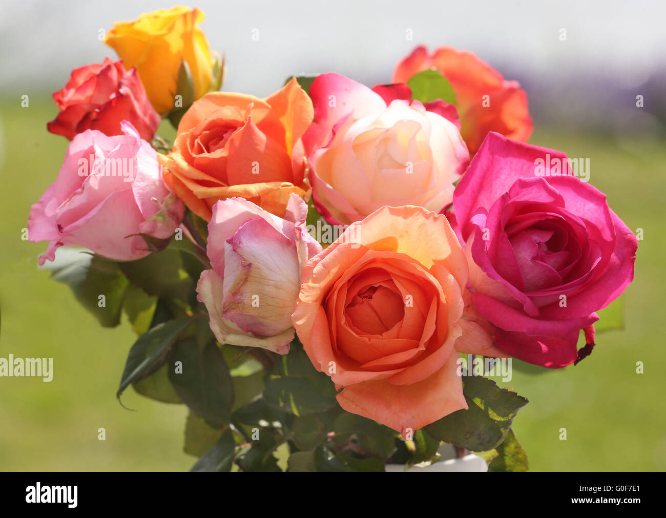 Bunch of Roses Stock Photo - Alamy
