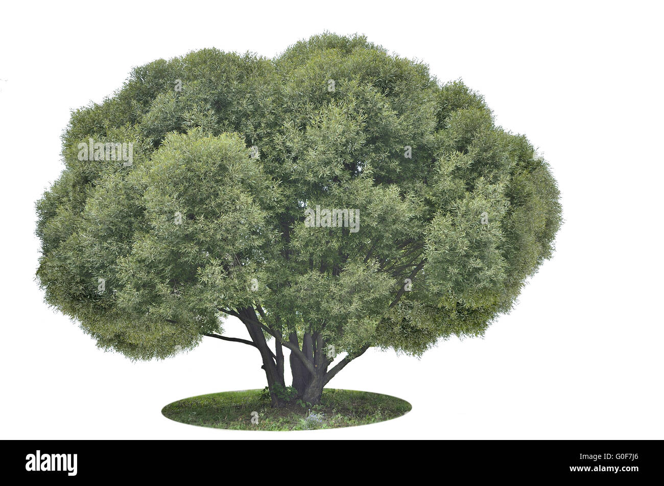 Big green tree isolated on white Stock Photo - Alamy