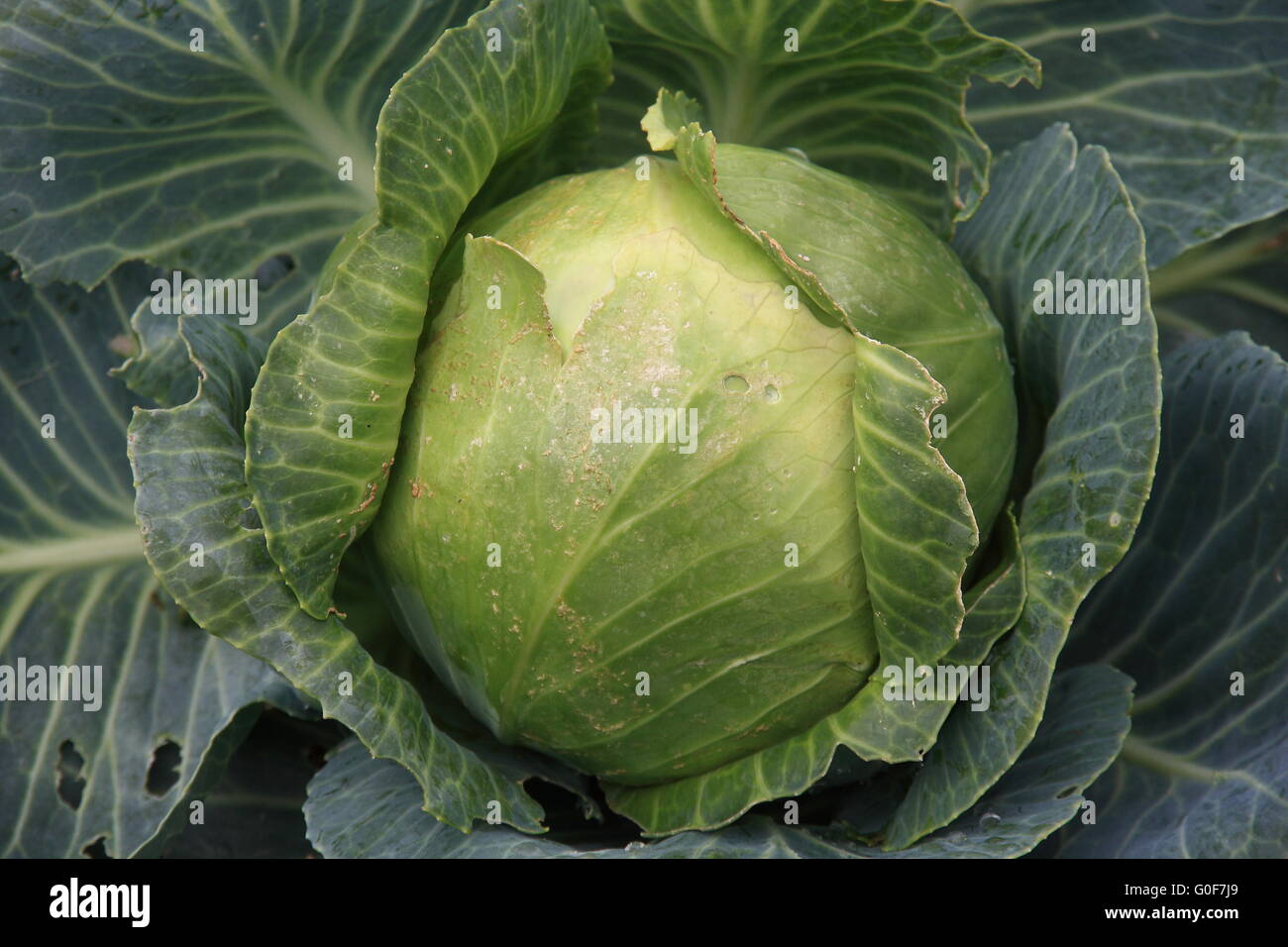 Cabbage head hi-res stock photography and images - Alamy