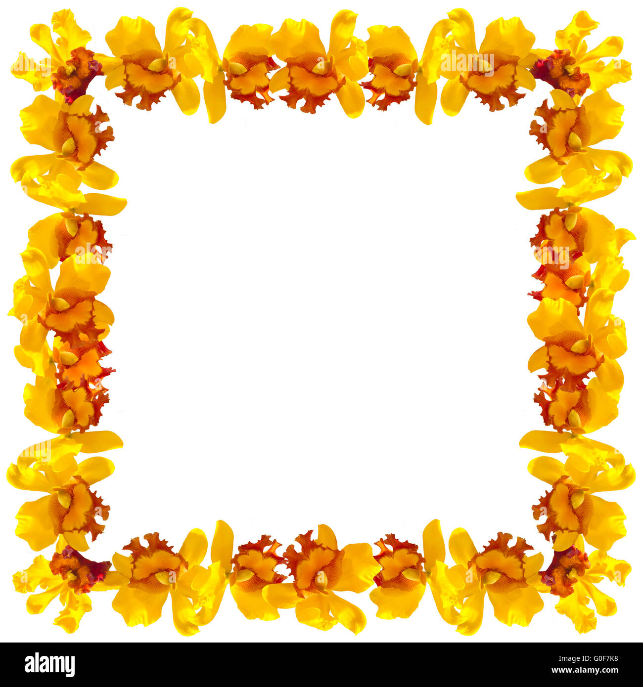 Frame Yellow orchid on white background Stock Photo - Alamy