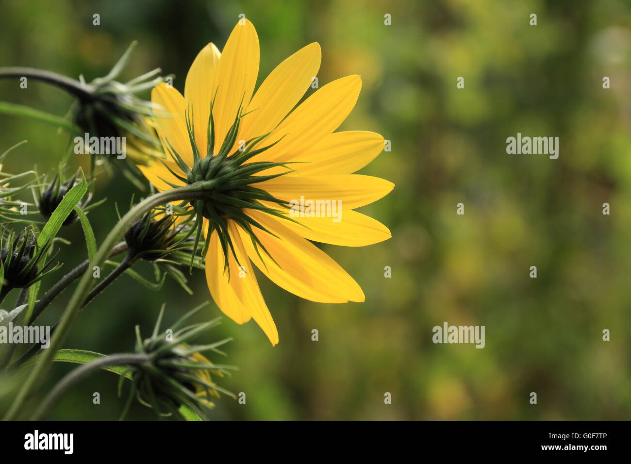 Marguerites bloom hi-res stock photography and images - Alamy
