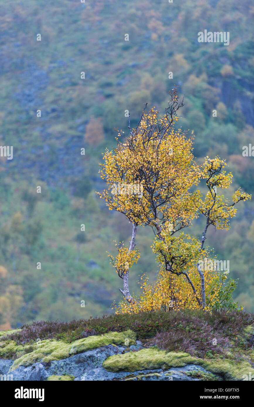Nordland autumn hi-res stock photography and images - Alamy
