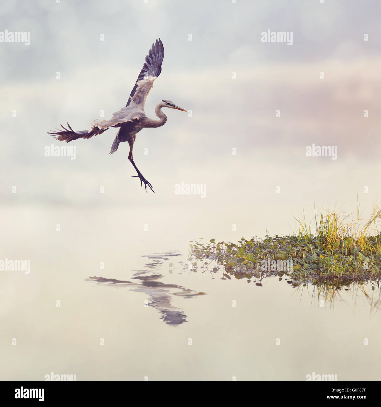 Great Blue Heron In Flight Stock Photo - Alamy