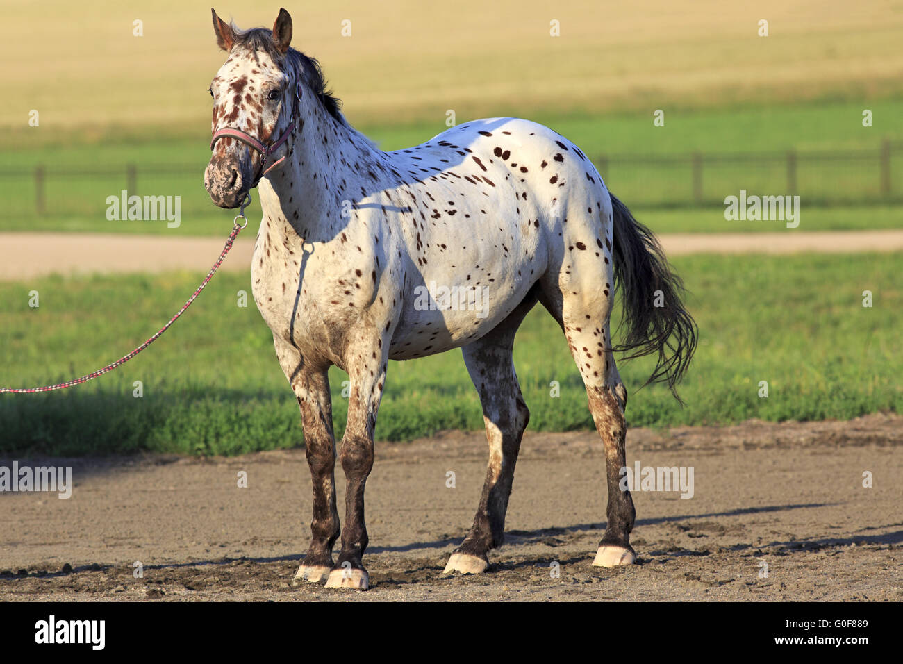 Altai native breed horse piebald or pied suit Stock Photo - Alamy