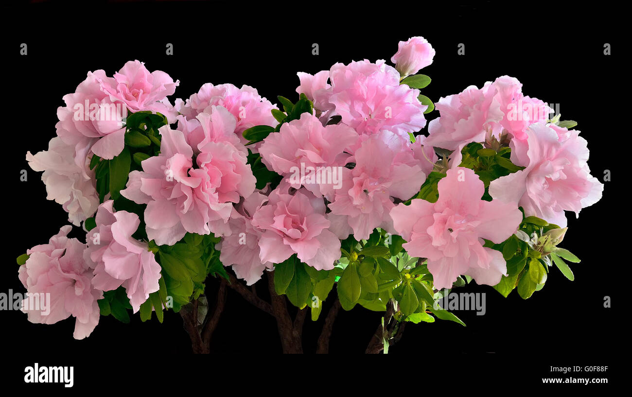 Pink azalea flowers in bloom Stock Photo - Alamy