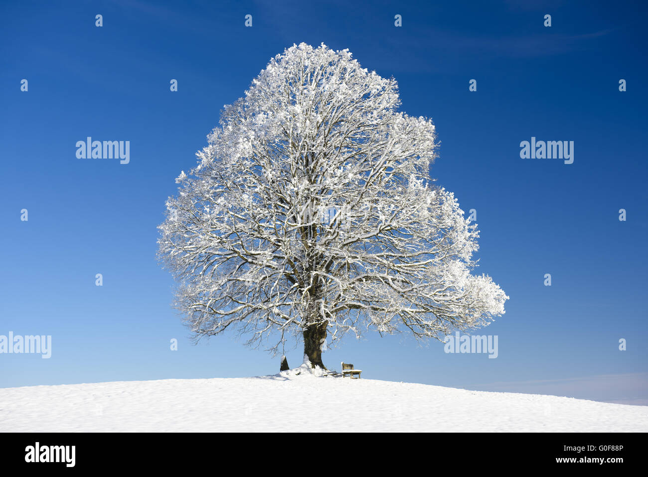 single big linden tree at winter in snow Stock Photo - Alamy