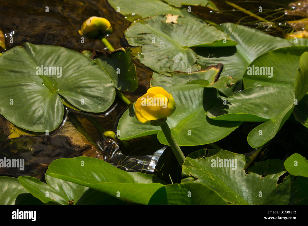 Yellow Water Lily Stock Photo - Alamy