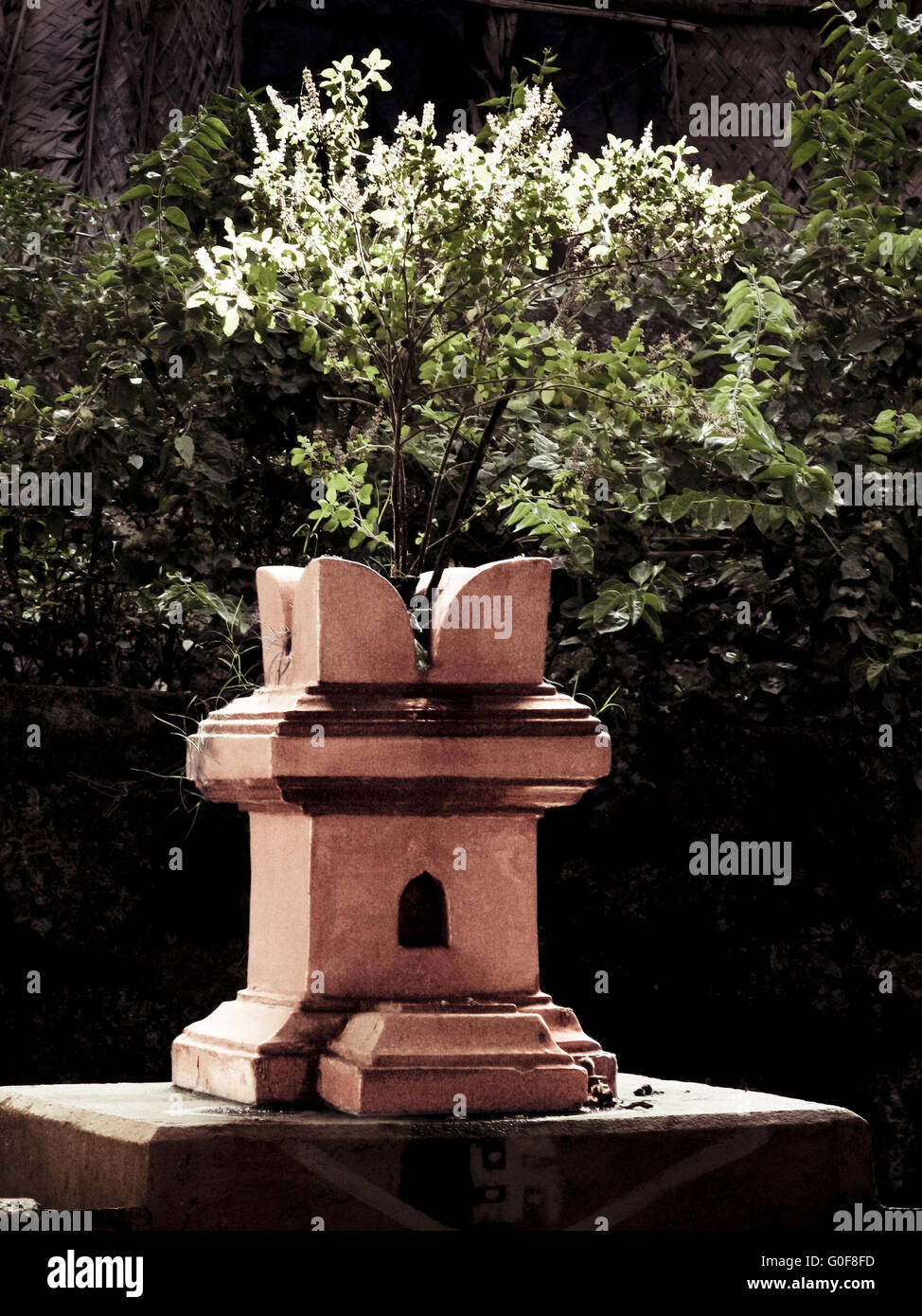 Holy plant in house hi-res stock photography and images - Alamy