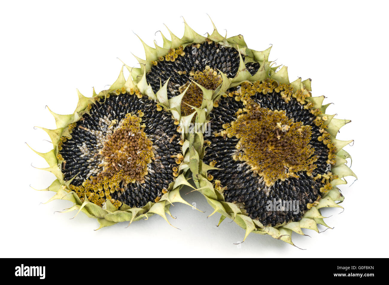 Plants seeds hi-res stock photography and images - Alamy