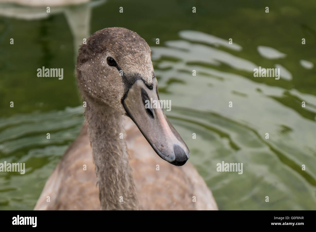 Brown Swan Bird Stock Photos & Brown Swan Bird Stock Images - Alamy