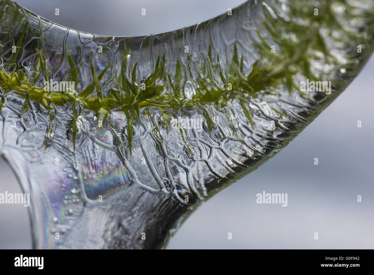 Fern ice pattern hi-res stock photography and images - Alamy